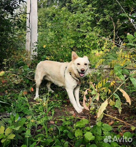 Собака мальчик в надёжные руки