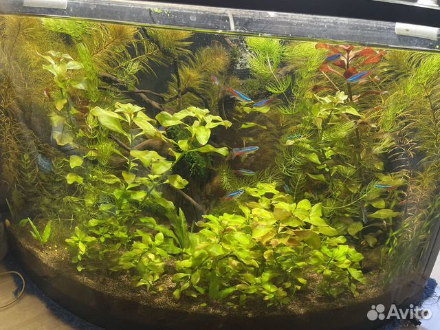 Аквариумные растения людвигия