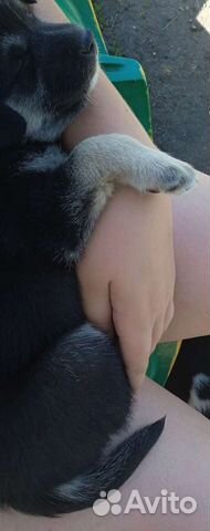 Щенки. Девочка,кличка карамелька, 1,5 месяца