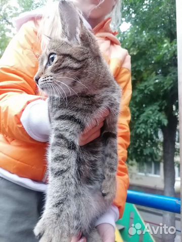 Кошка в добрые руки. Ласковая живет на улице