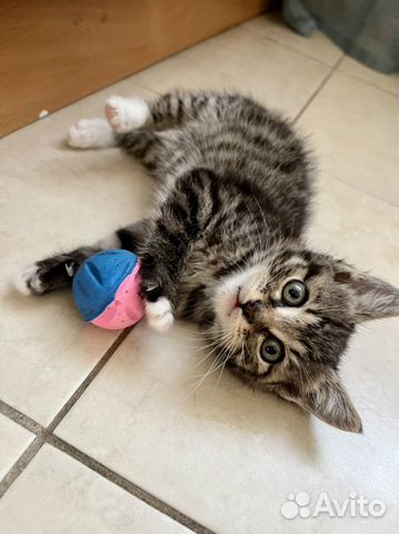 Котенок Орешка в добрые руки