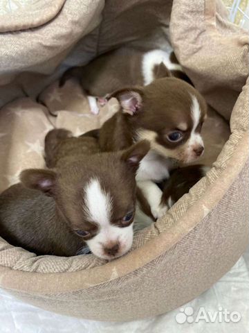 Чихуахуа mini micro