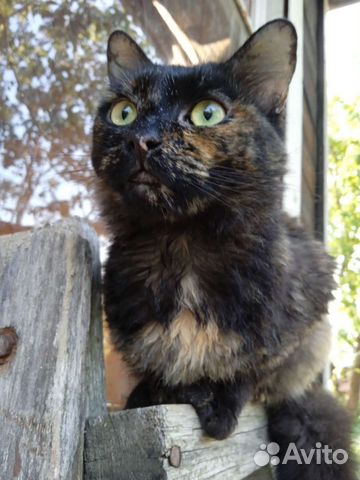 Кошка