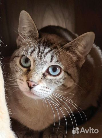 Голубоглазая Селена (1 год) ищет семью