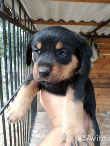 Щенки ротвейлера бесплатно