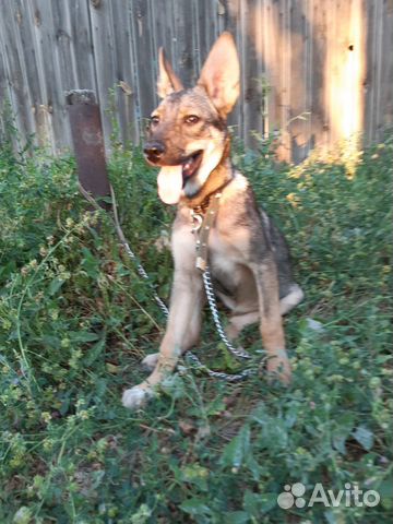 Щенок девочка