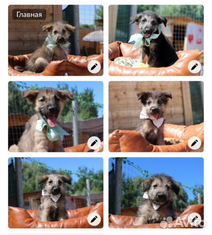 6 щеночков ищут дом