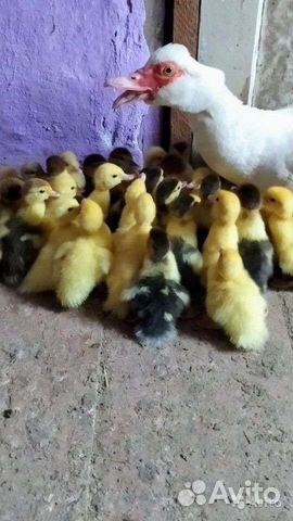 Индоутята и Ст 5