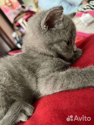 Голубой котенок