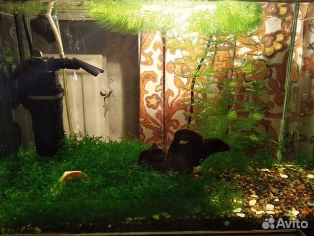 Улитки покемоны