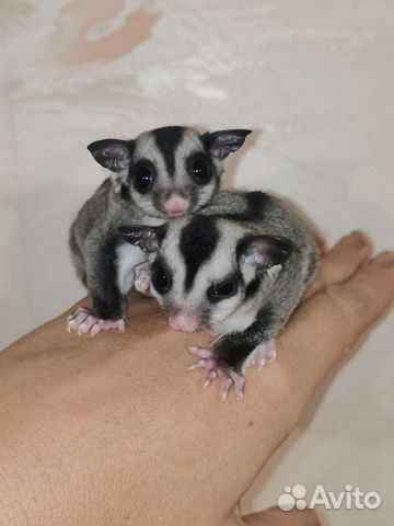 Белка(летяга)