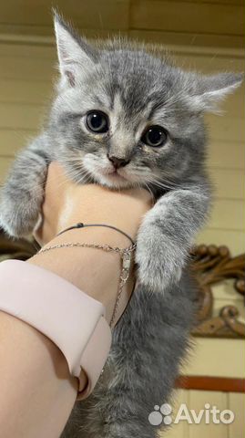 Шотландские вислоухие котята