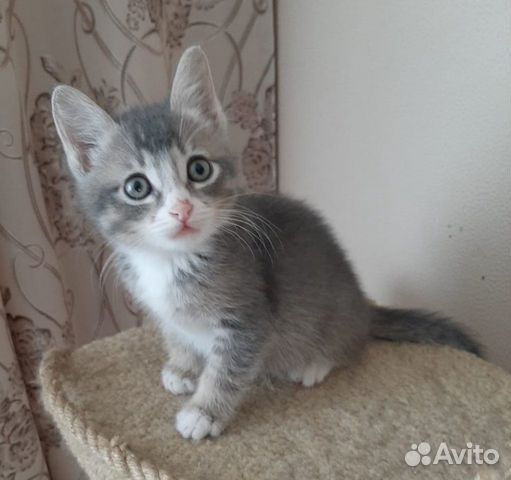 Жемчужно серый малыш Мишка в дар