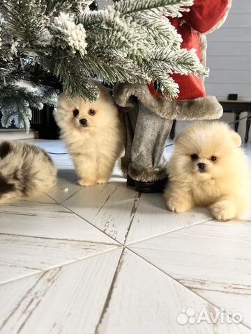 Щенки в новый год