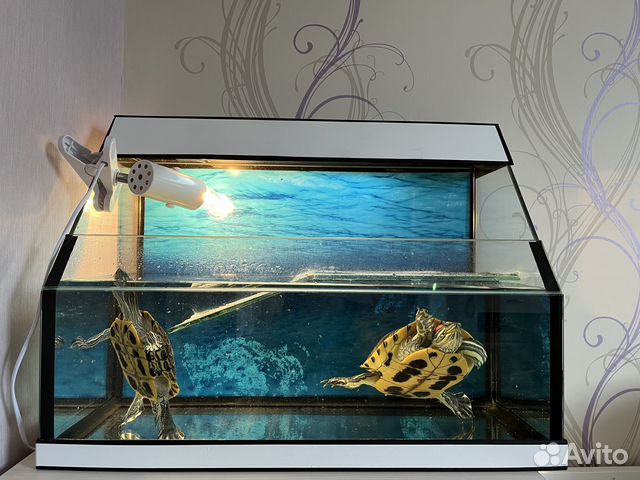 Отдаю двух черепах в добрые руки+террариум, лампа