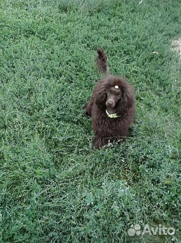 Той-пудель девочка