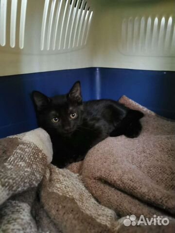 Чудесный котёнок в дар девочка 2 мес