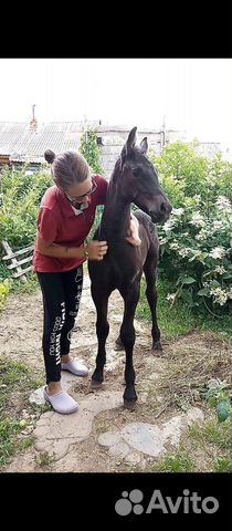 Фризский жеребец