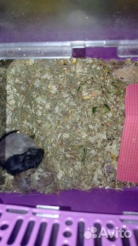 Грызун. Песчанка