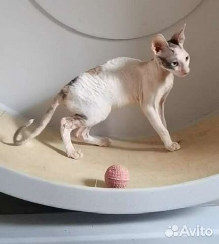 Корниш-рекс девочка