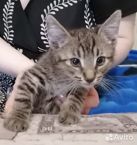 Маленькие бездомные котята 2-х месяцев