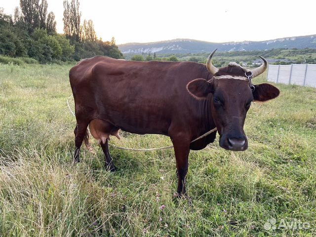 Коровы дойные молочные