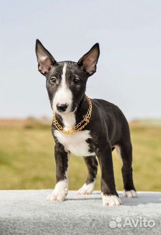 Бультерьер миниатюрный