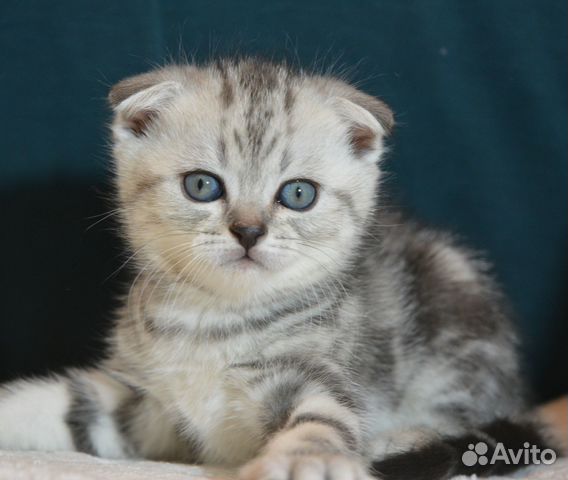 Девочка вислоухая серебро