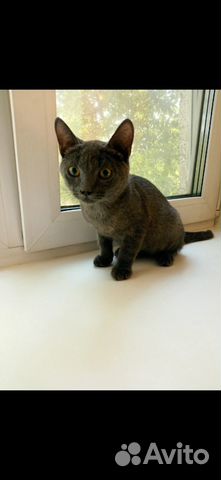 Кошечки и коты