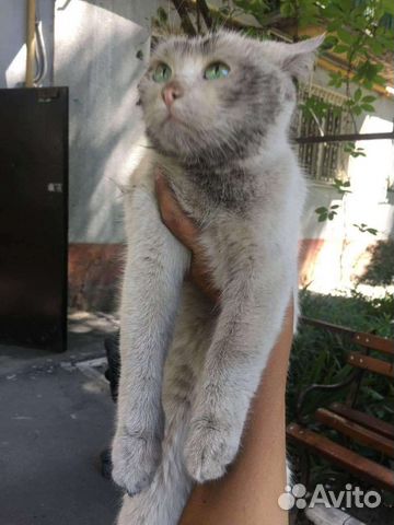 Котики оттуда