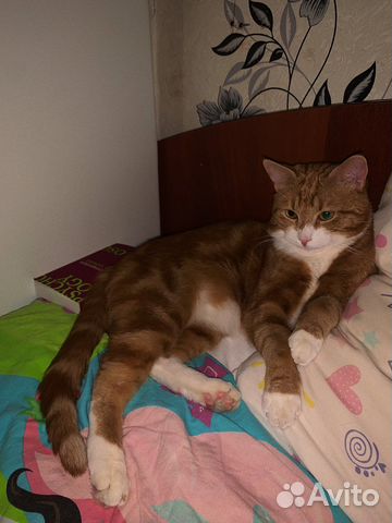 Кот