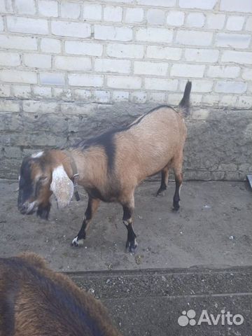 Продаю козла на племя