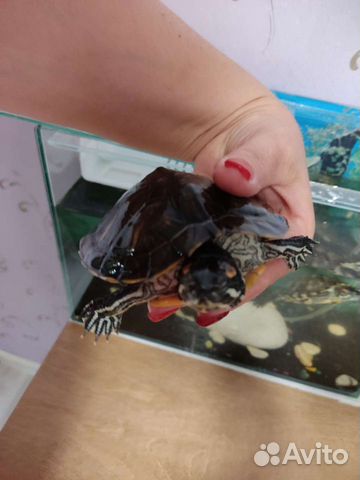 Красноухая черепаха