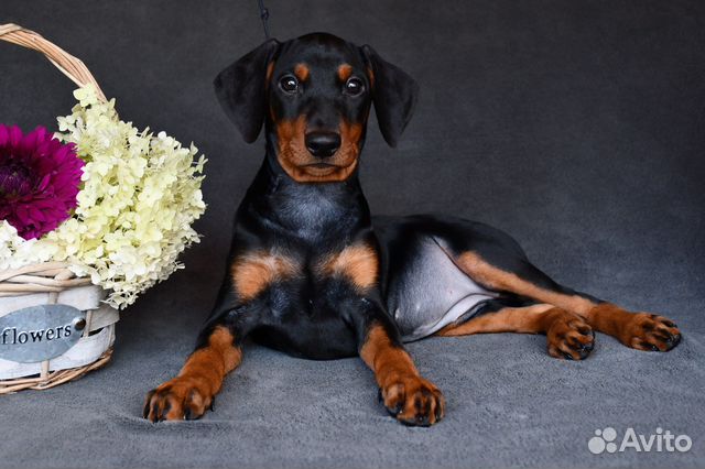 Девочка-пинчерица