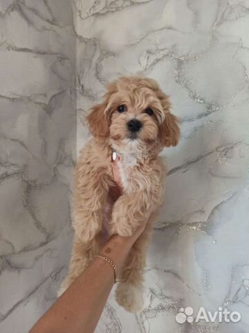 Мальтипу Ф1 мальчик красавчик