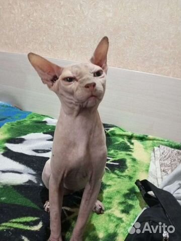 Канадский сфинкс бесплатно