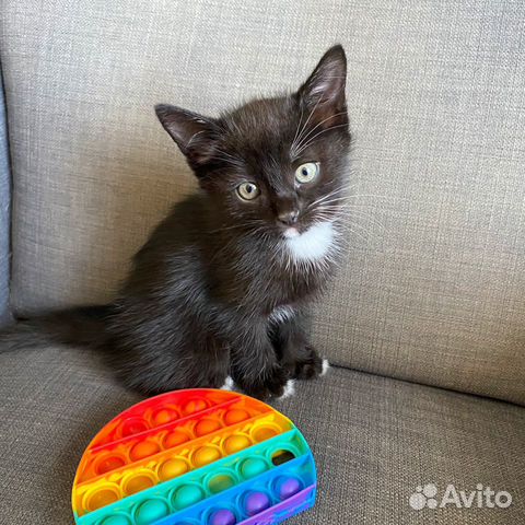 Черный котенок
