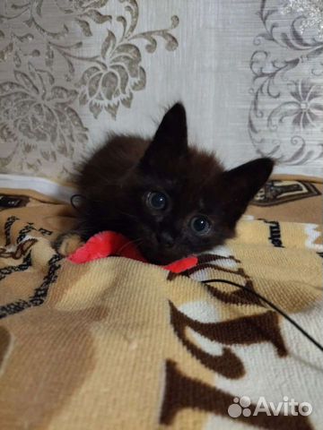 Мулаточка ищет самые лучшие ручки