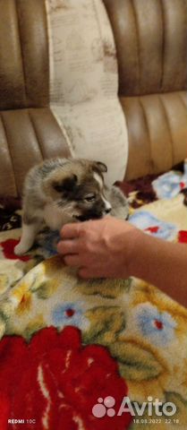 Щенок в добрые руки бесплатно маленькая порода