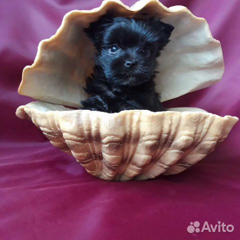 Чудесная Агата