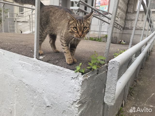 Классный раскосый котопарень ищет маму