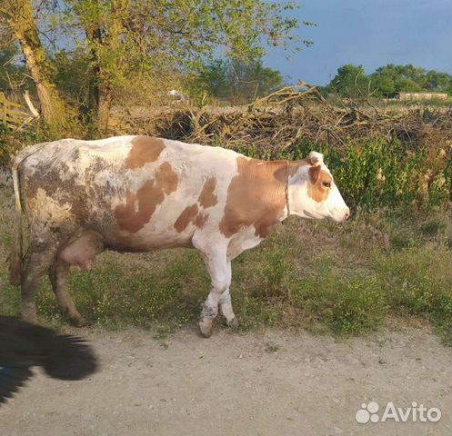 Продаётся дойная корова. Симментальск