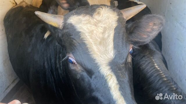 Быки на мясо