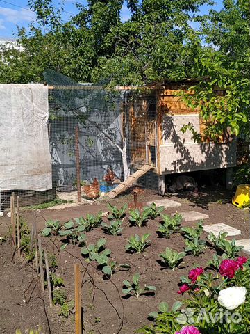 Куры несушки