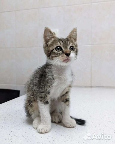 Котëнок в добрые руки
