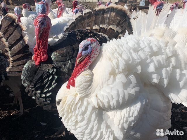 Мясо,тушки молодых домашних кур и индюшек