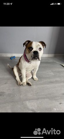 Староанглийский бульдог