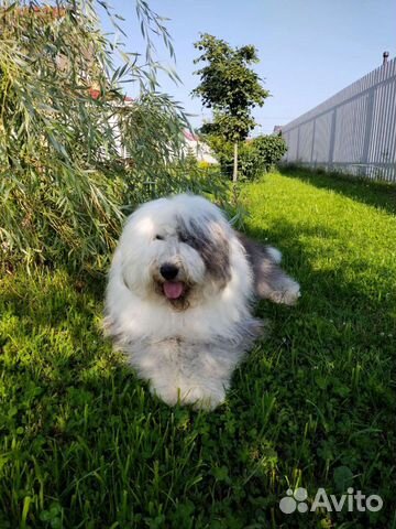 Кабель для вязки (староанглийская овчарка)