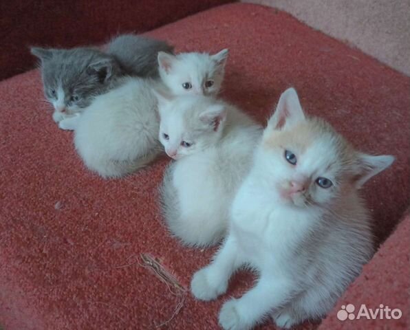 Джентельмены в поисках хозяев