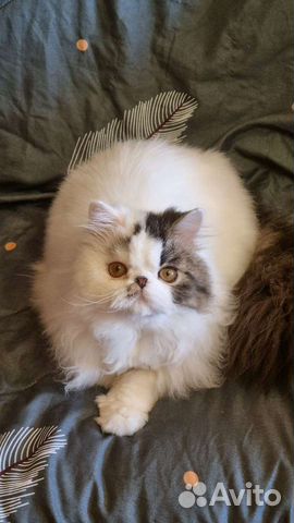 Персидский котик